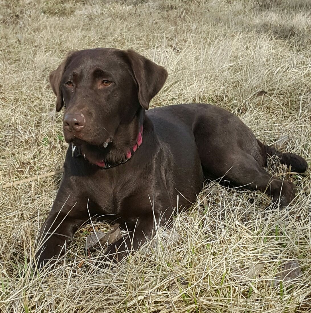Labri Story Naughty or Nice - (Nilla) - RETIRED - Meadow Park Labradoodles