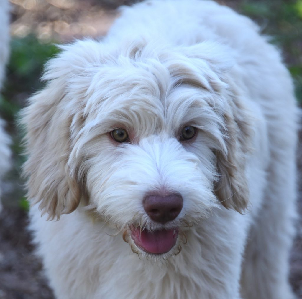 Trained Labradoodles & Therapy Dogs for Sale at Meadow Park Labradoodles