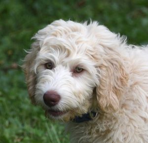 Labradoodle Puppies & Service Dogs For Sale in Indiana | Meadow Park ...
