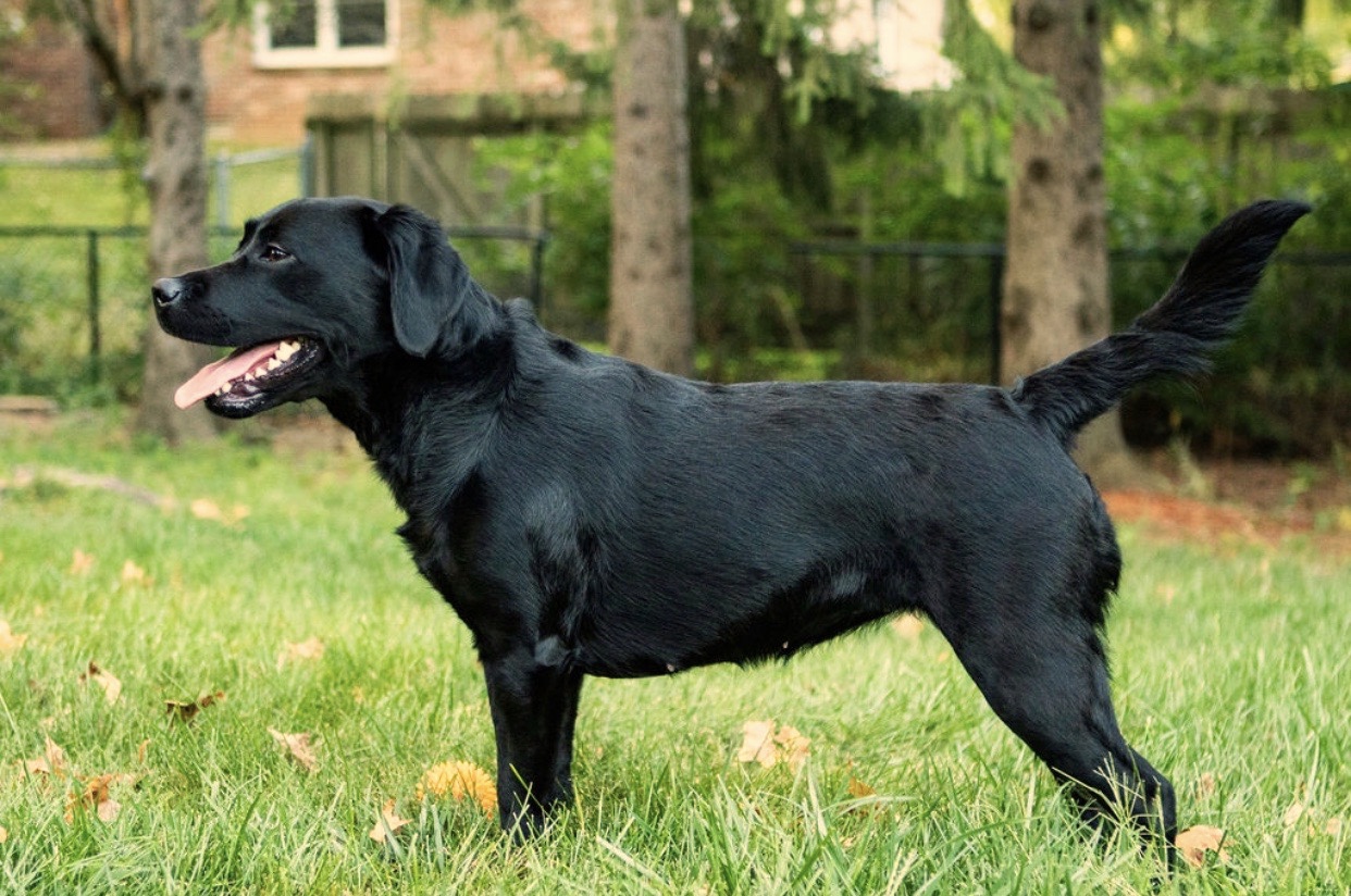 English Labrador Puppies & Service Dogs For Sale in Indiana | Meadow ...