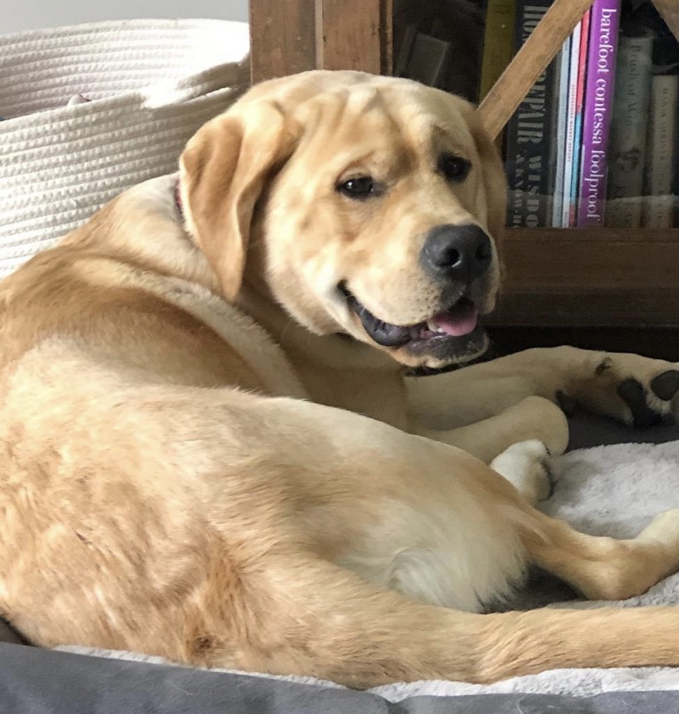 English Labrador Puppies & Service Dogs For Sale in Indiana | Meadow ...