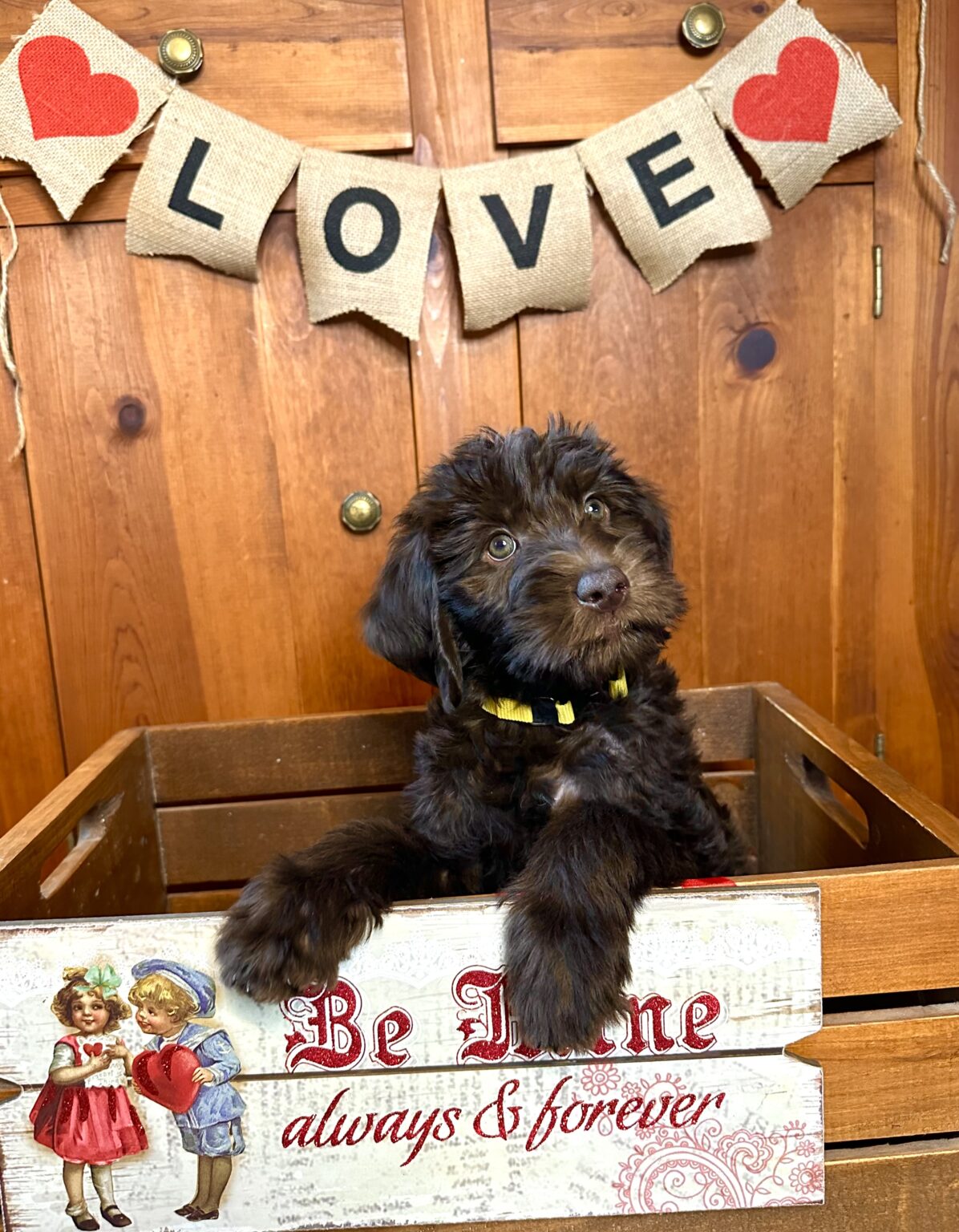 Labradoodle Puppies & Service Dogs For Sale in Indiana | Meadow Park ...