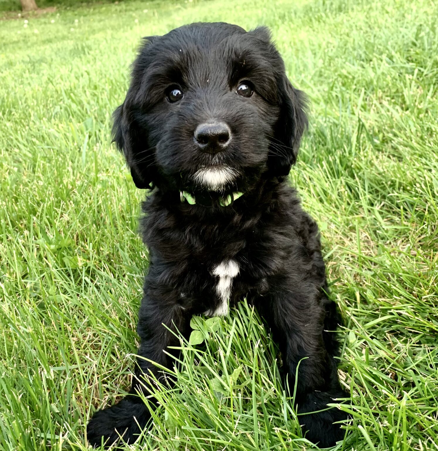 Labradoodle Puppies & Service Dogs For Sale in Indiana | Meadow Park ...