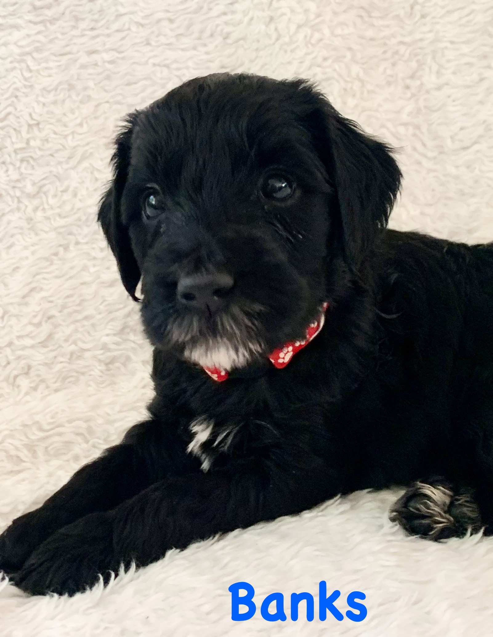 Trained Labradoodles & Therapy Dogs for Sale at Meadow Park Labradoodles